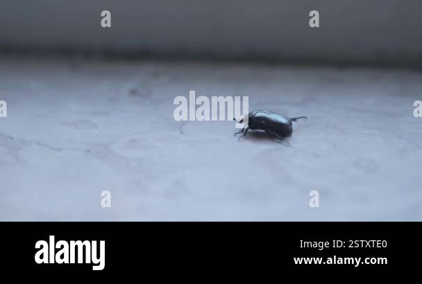 A small green beetle drags itself on cold marble. Beautiful Cotinis ...