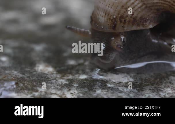 Ultra macro shot of a small snail. Common gastropod moves in moisture by eating and sucking ...