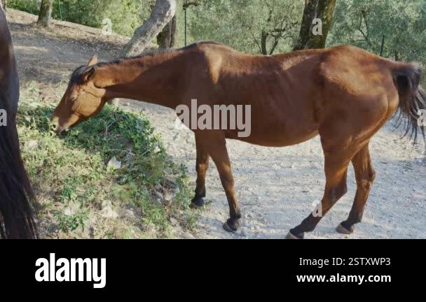 Skinny red horse eats grass. Large equine with reddish fur and black ...