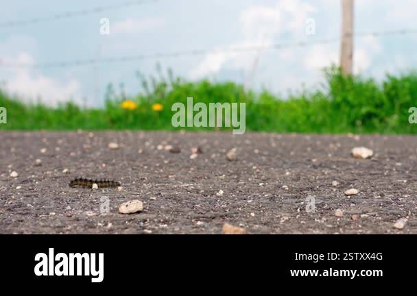 Small hairy centipede crosses the road. Close-up shot of caterpillar ...