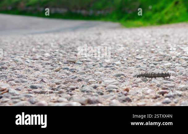 Small hairy centipede crosses the road. Close-up shot of caterpillar ...