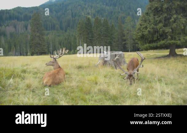 Two male deer resting in a field. Beautiful adult deer with large horns ...