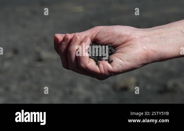 Hand drops scorched earth. Female hand holding black volcanic soil ...