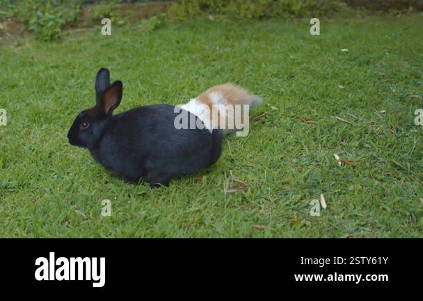 Two little rabbits are hopping on a garden. A black and a white rabbit ...