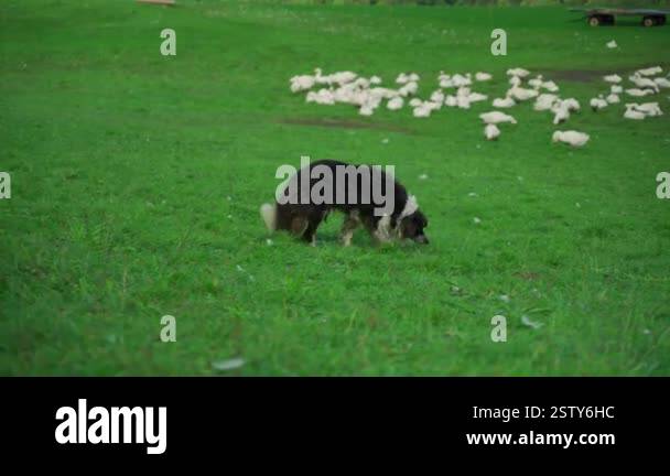 Black and white Border Collie herding dog watches over flock of geese ...