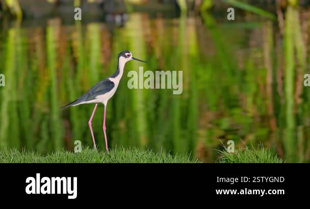 Stilt bird with long thin legs in calm water looking for fish food ...