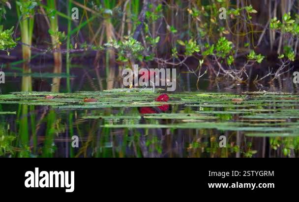 Water chicken common moorhen swamp chicken bird steps on lily pads and ...