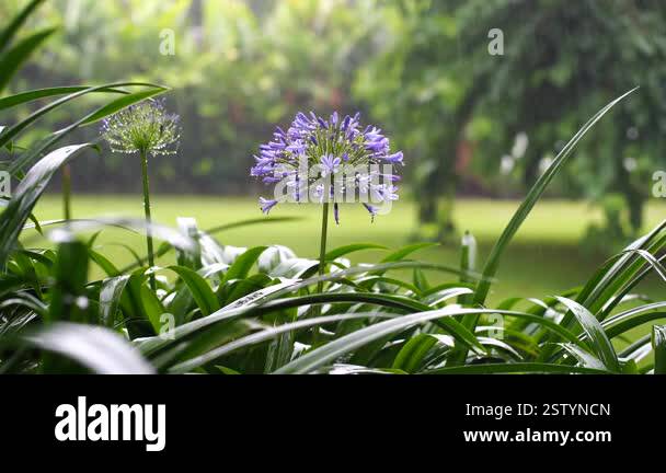 Tanzania flower Stock Videos & Footage - HD and 4K Video Clips - Alamy