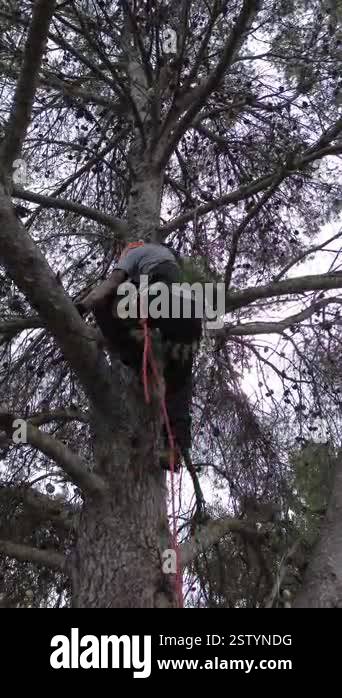 Professional tree climber pruning a tall pine tree using rope access ...