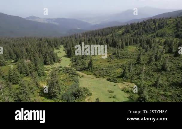 Green forest with firs and meadow in the mountains on a sunny day in ...