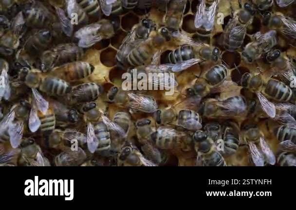 Colony bees on honeycomb in apiary. Beekeeping in countryside. Many ...