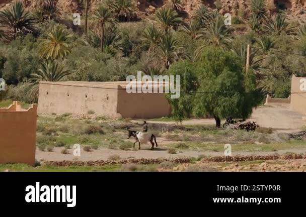 A man rides a donkey in a Moroccan village. Palm trees and traditional ...