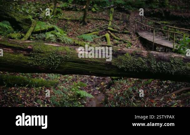 Moss-covered fallen tree in a lush, dense forest featuring a rustic ...