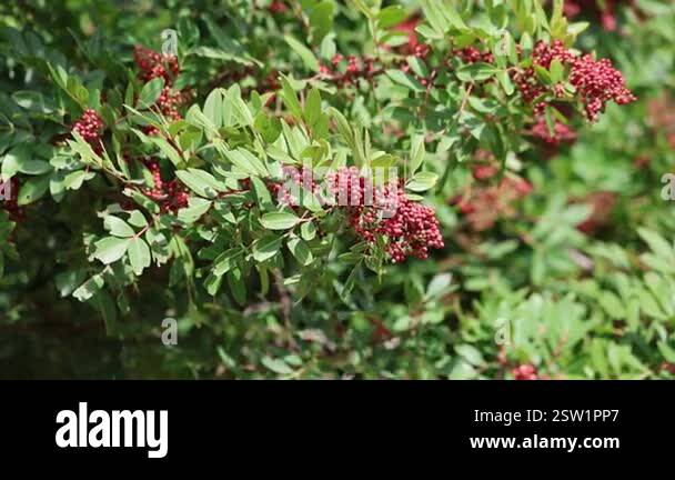 branch of schinus terebinthifolius raddi with red berries Stock Video ...