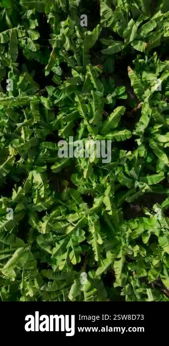 Relaxation by the azure water with cafe vibes Stock Video Footage - Alamy