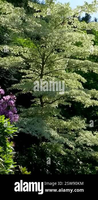 Lush greenery, rhododendrons and red maple in beautiful Japanese garden ...
