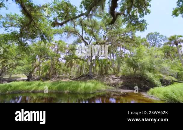 Beautiful tropical nature. Jungle rainforest with small river between ...