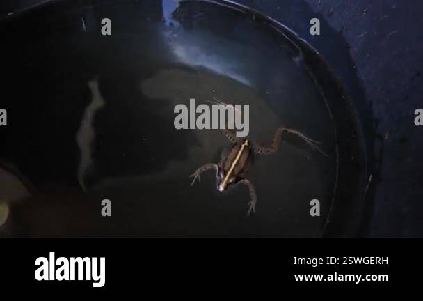 Footage of a small frog floating on the surface inside a bucket of ...