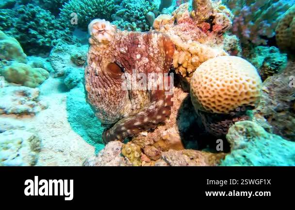 Underwater common octopus Stock Videos & Footage - HD and 4K Video ...