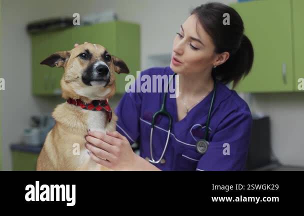 woman veterinarian inspects the dog in veterinary clinic medical ...