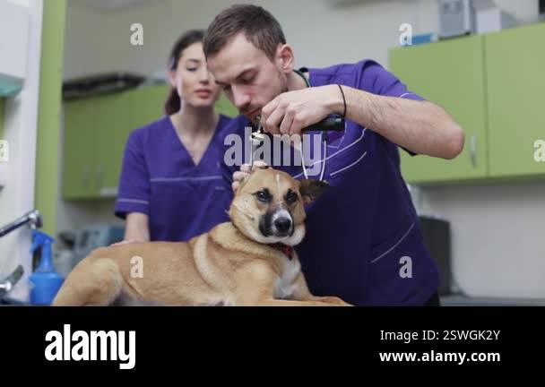 Portrait vet and his assistant inspects cute dog in veterinary clinic ...