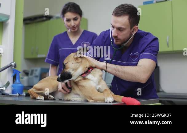 in veterinary clinic vet and his assistant inspects cute dog medical ...