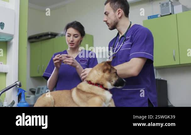 Vet and his assistant make and injection to a dog medical business ...