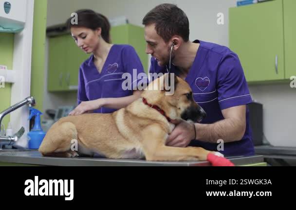 Vet and his assistant inspects cute dog in veterinary clinic medical ...