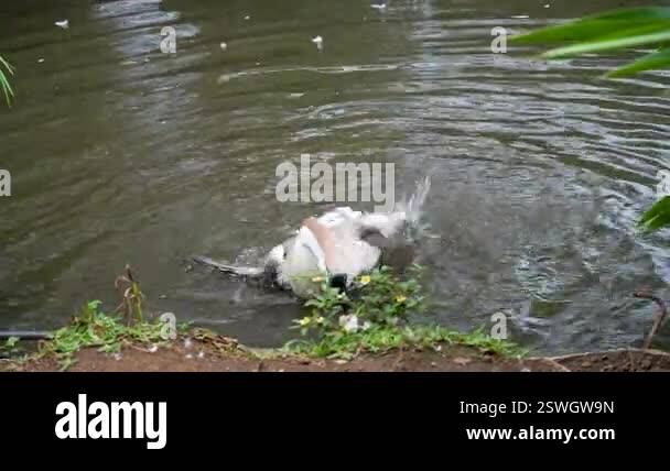 Footage of wild goose taking bath in natural pond. Graceful white goose ...