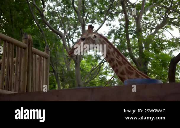 Curious giraffe eating and peeking behind wooden barrier at wildlife ...