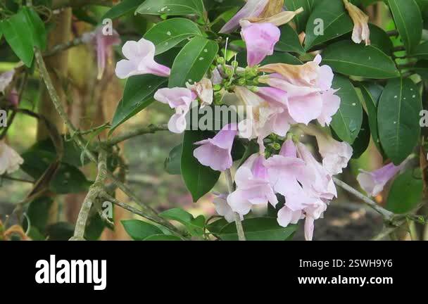 Clytostoma Callistegioides or Lavender Trumpet Vine, ornamental flower ...