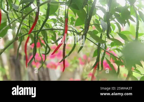 Curly red chili or Capsicum annum L, a fertile curly red chili plant ...