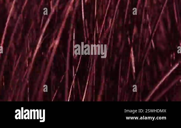 Close-up video of tall, thin grass blades with a deep red tint, swaying ...