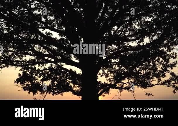 A sprawling oak tree stands tall, its intricate branches forming a ...