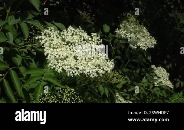 A close-up view of Common Elder (Sambucus nigra) florets in full bloom ...