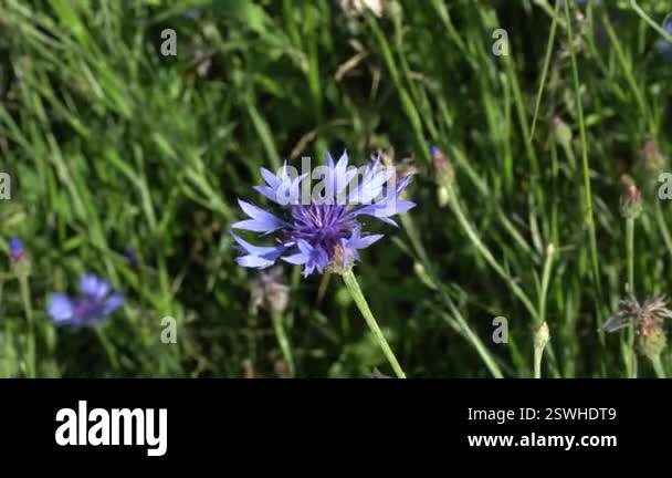 Delicate buds stands Stock Videos & Footage - HD and 4K Video Clips - Alamy