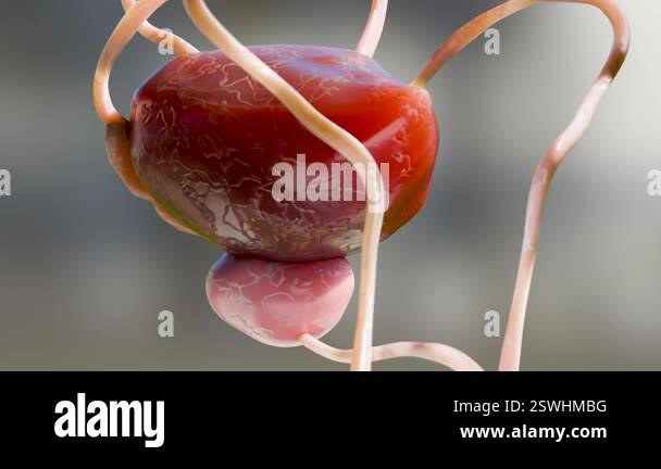 Male genital system Stock Videos & Footage - HD and 4K Video Clips - Alamy