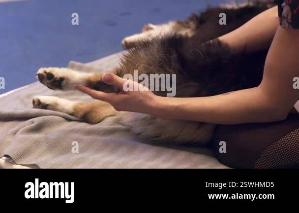 Veterinarian manipulating dogs paws and legs during a physiotherapy ...