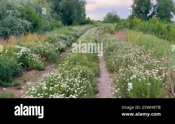 A peaceful countryside path lined with blooming white wildflowers ...
