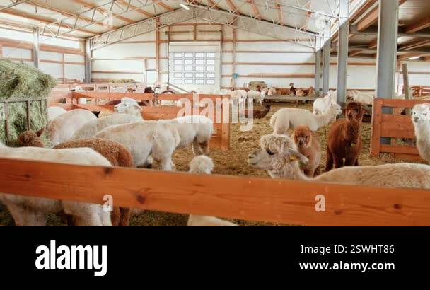 Llamas and alpacas in large barn enclosure with wooden fences and hay ...