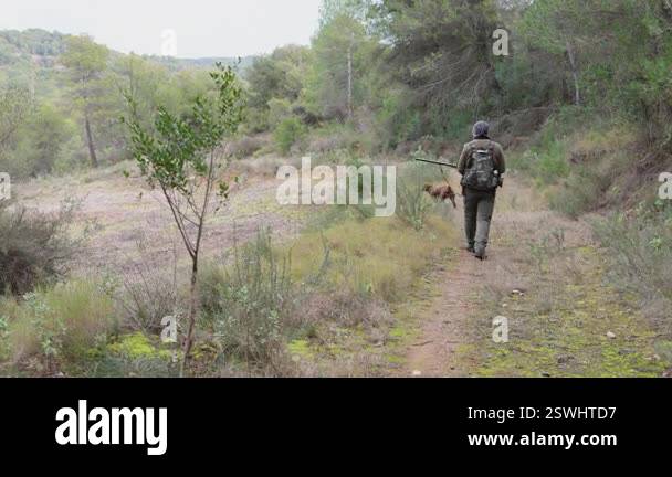 Hunter carrying shotgun walking with hunting dog along wooded forest ...