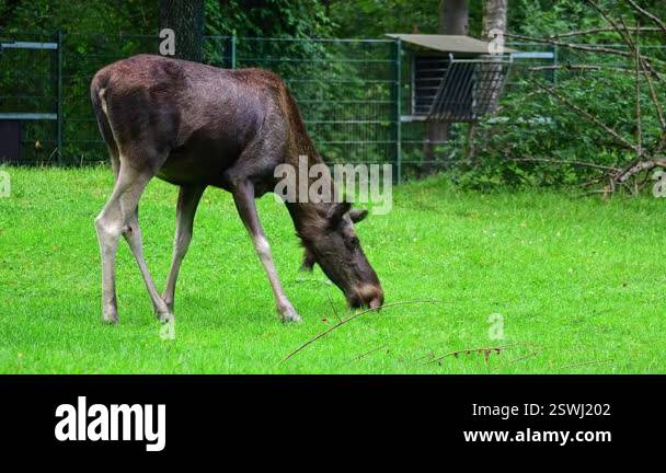 The moose or elk, Alces alces is the largest extant species in the deer ...