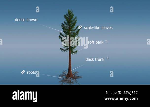 A 3D animation of giant sequoia plant anatomy, showing its roots, trunk ...