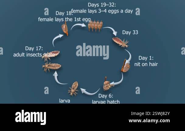 A 3D animation illustrating the life cycle of head lice, showing egg ...
