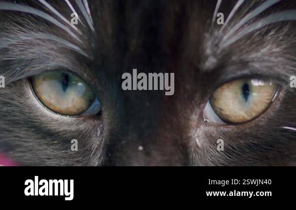 4K close-up video of a black cat's captivating eyes. The detail in the ...