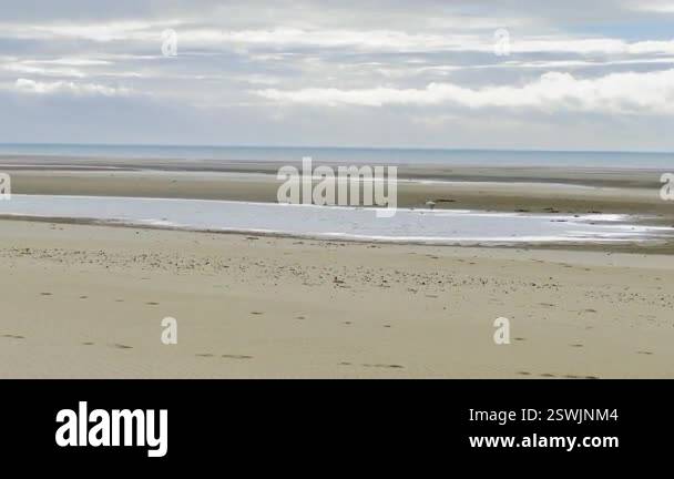 Flat spoonbill Stock Videos & Footage - HD and 4K Video Clips - Alamy