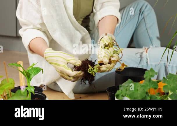 Woman wearing gardening gloves holding plant with exposed roots during ...