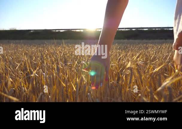 Female hand touching a golden wheat in the field. Arm of girl stroking ...
