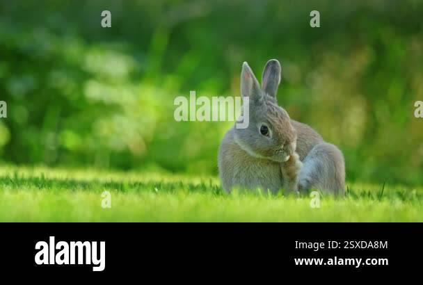 A gray rabbit playfully nibbling its paw on green grass, appearing to ...