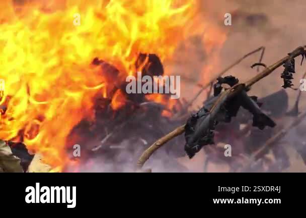 Dangerous fire in tropical Stock Videos & Footage - HD and 4K Video ...